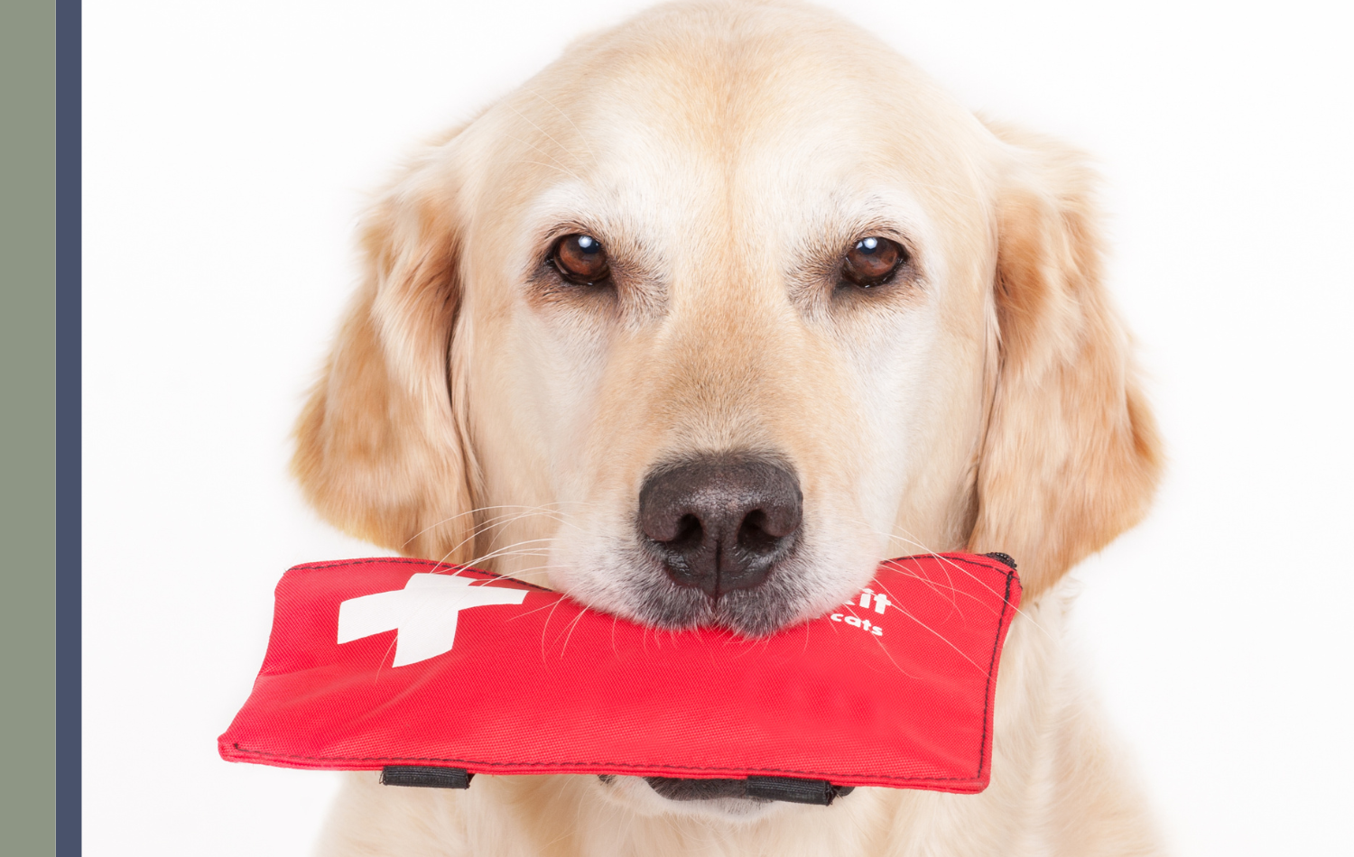 Be Prepared: Your Guide To Basic Pet First Aid | Mauldin Station Vet